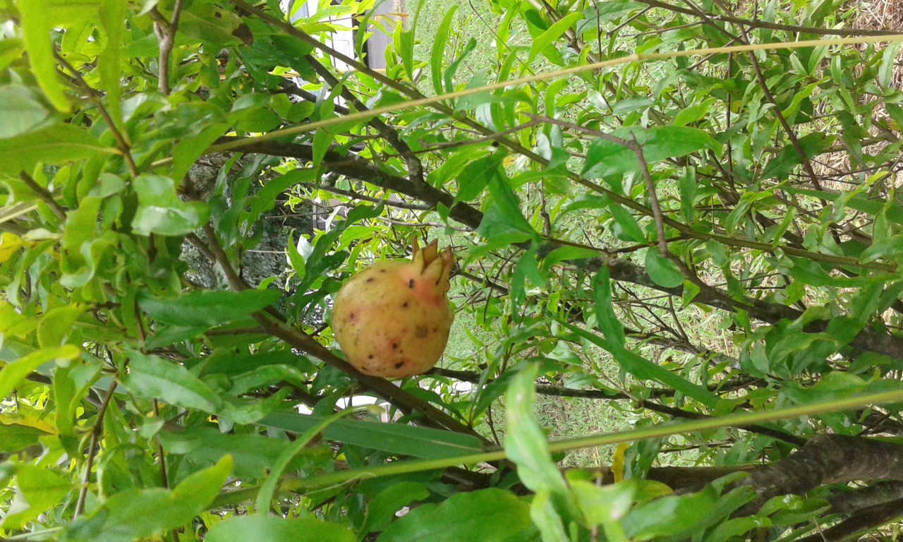 Árvore pé de romã :: Projeto Praça