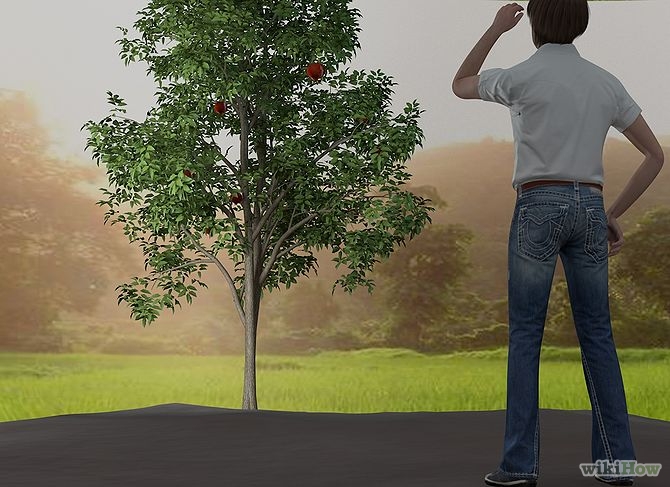 Árvore pé de romã :: Projeto Praça